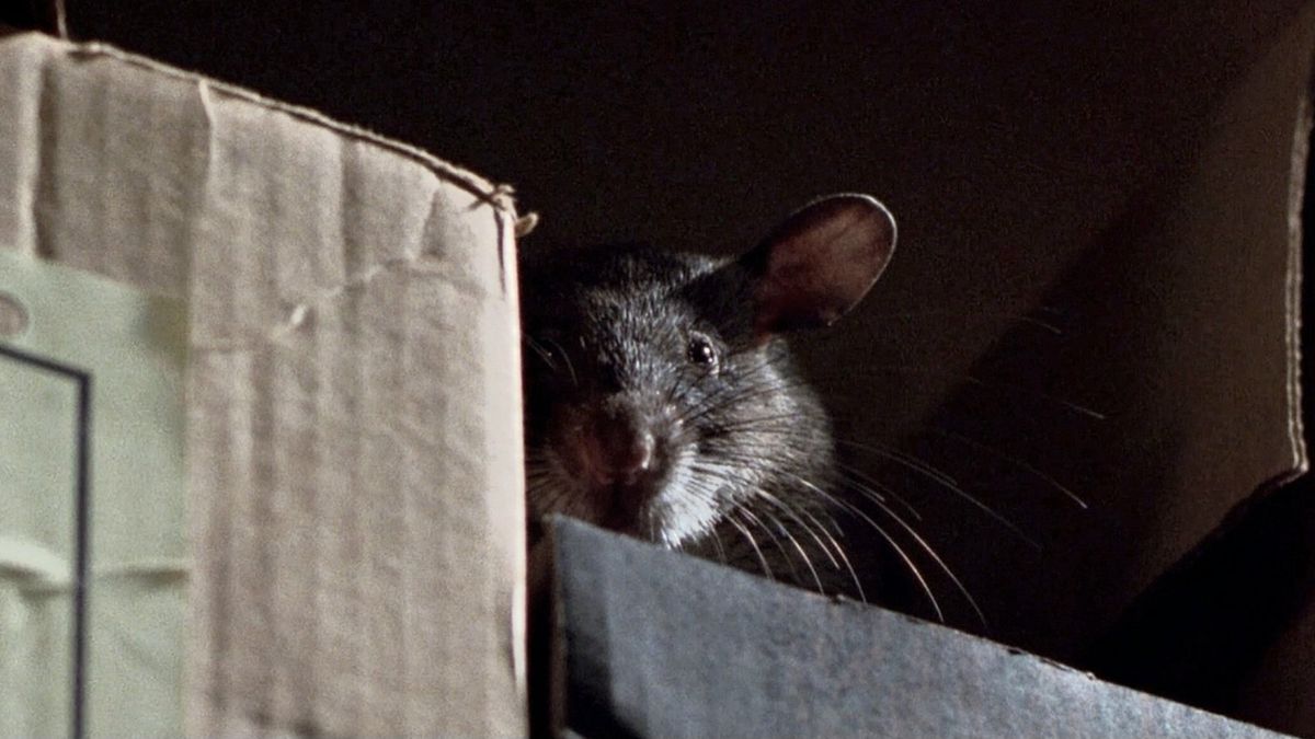 Rats! Neuer Tier-Horrorfilm über eine tödliche Rattenplage in New York ...