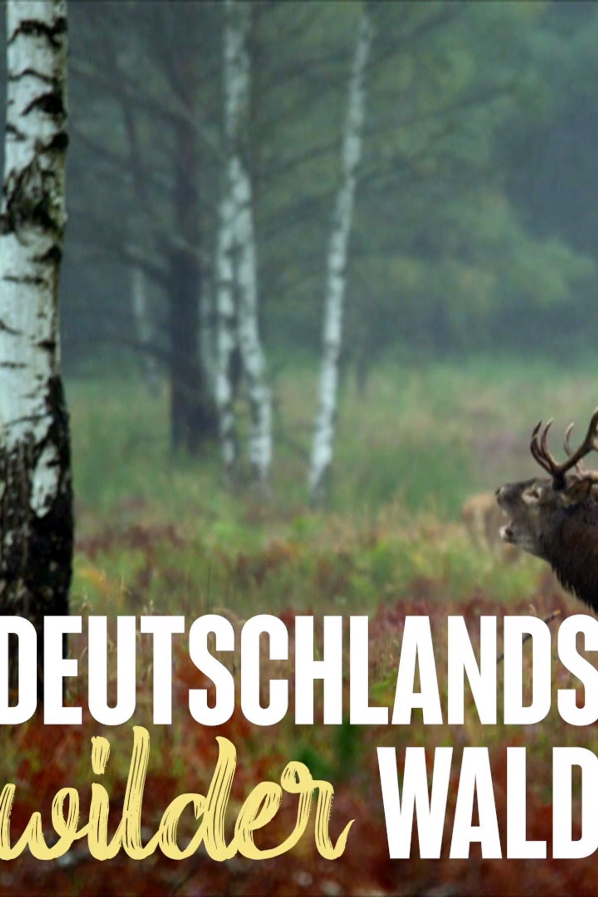Deutschlands wilder Wald (2022) Film-information und Trailer | KinoCheck